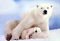 WILDLIFE DISCOVERY : Polar Bears at the Arctic and Antarctic - The New ...
